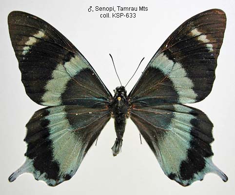 Papua Insects Foundation (Lepidoptera/Papilionidae/Papilio laglaizei)